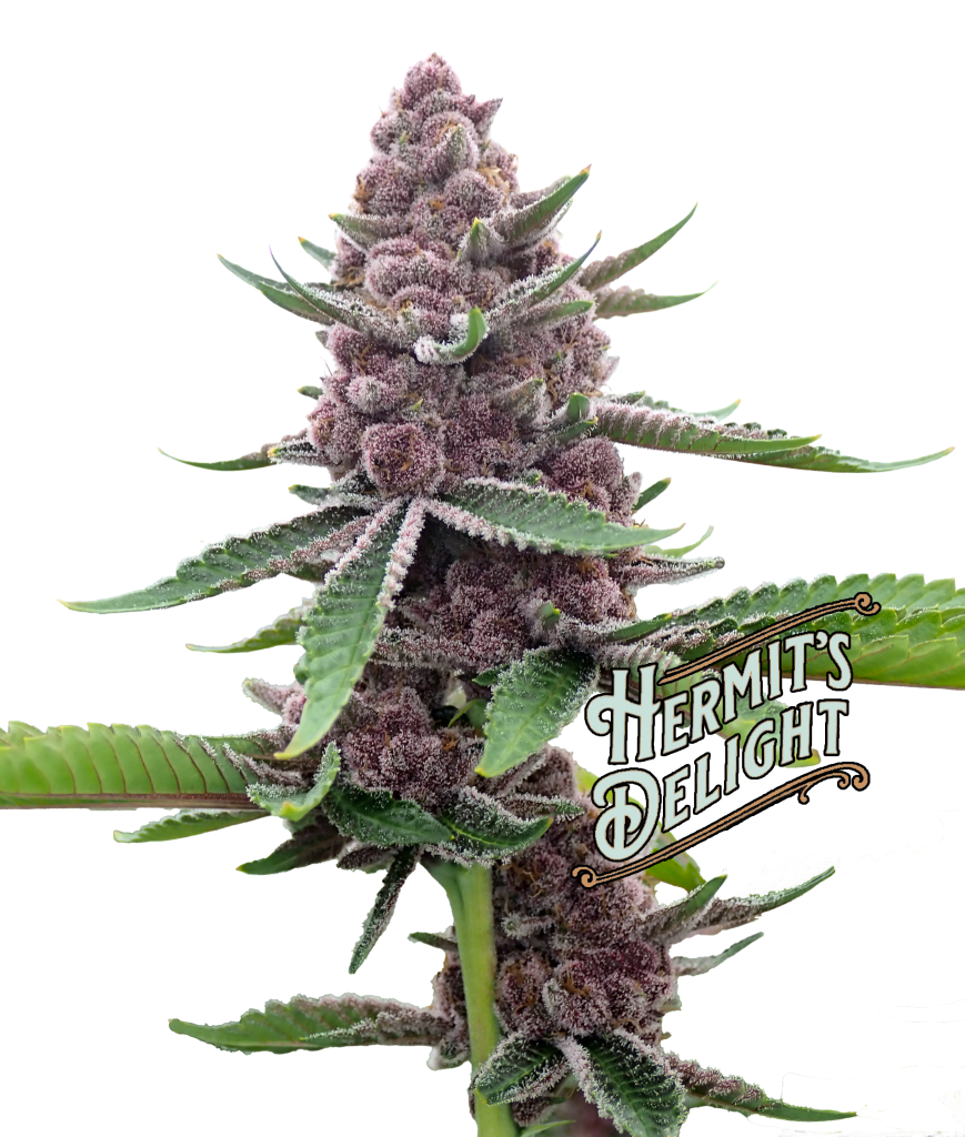 Super Buff Cherry | Hermit's Delight